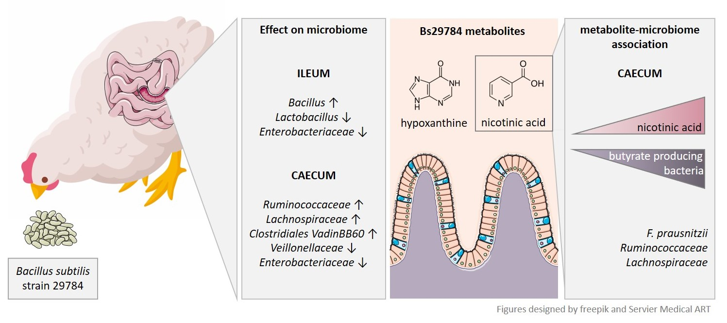 Bacillus Subtilis Characteristics