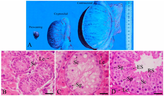 Effect of Cryptorchidism on the Histomorphometry, Proliferation ...