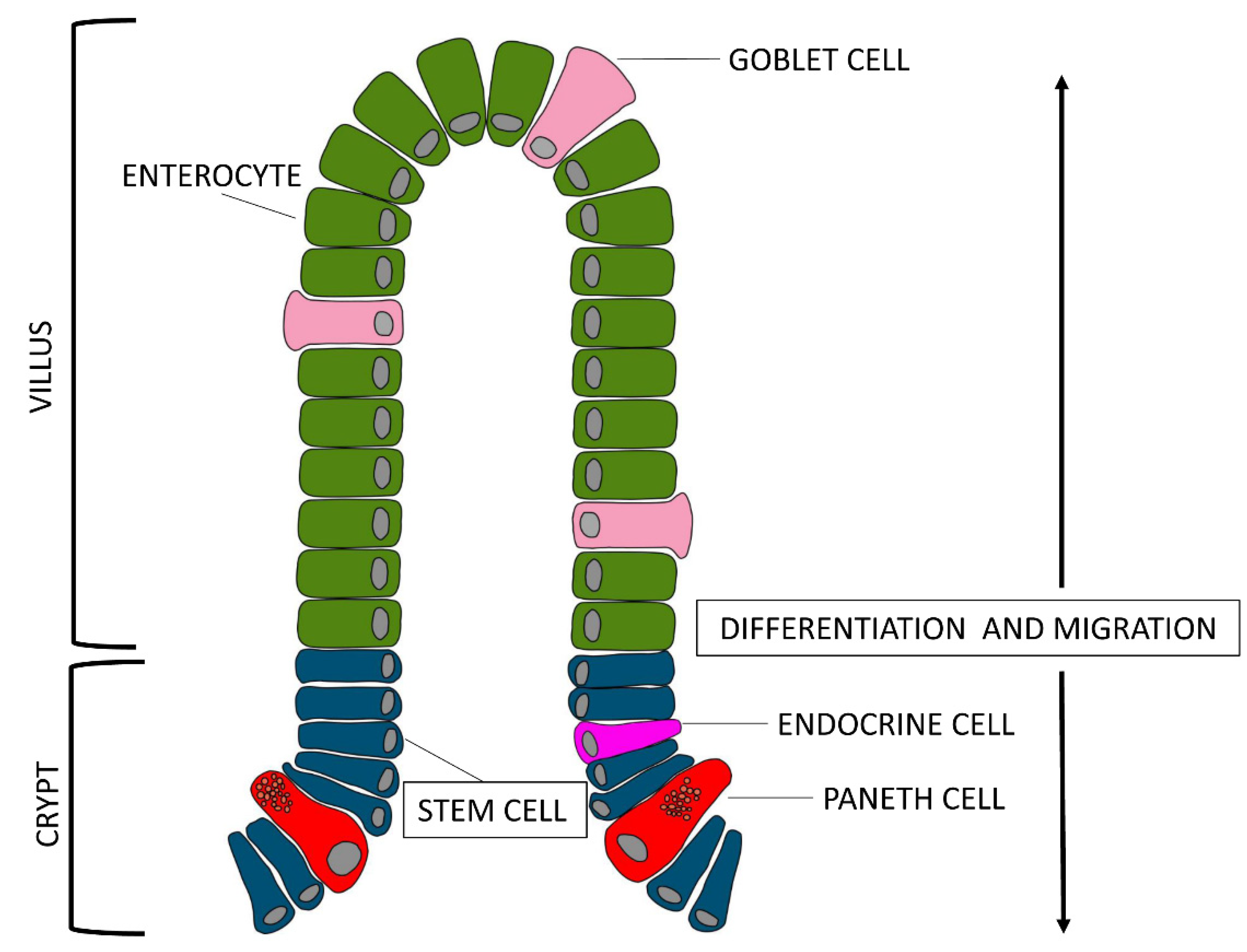 Stages of Gut Development as a Useful Tool to Prevent Gut Alterations ...