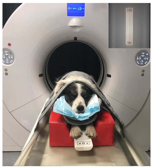 Computed Tomography Osteodensitometry for Assessment of Bone Mineral ...