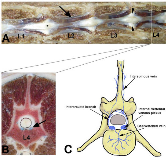 Canine Spinal Column