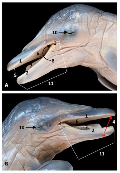 Endoscopic Study of the Oral and Pharyngeal Cavities in the Common ...