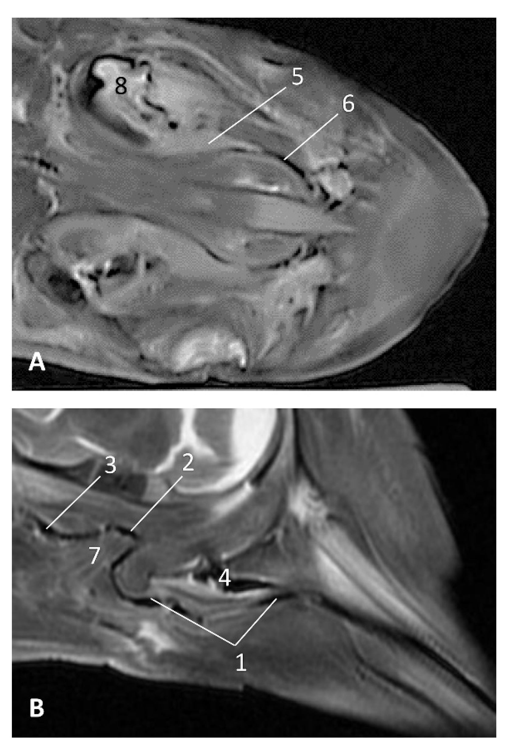 Animals | Free Full-Text | Endoscopic Study of the Oral and Pharyngeal ...