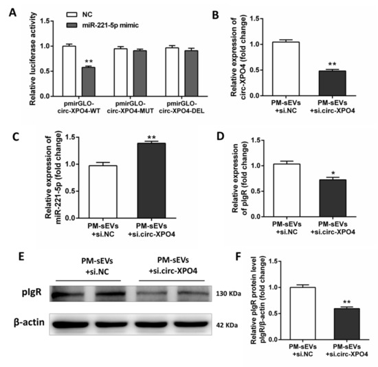 Porcine Milk-Derived Small Extracellular Vesicles Promote Intestinal ...
