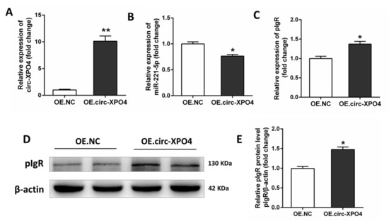 Porcine Milk-Derived Small Extracellular Vesicles Promote Intestinal ...