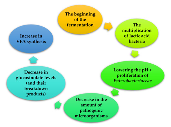 Selected Alternative Feed Additives Used to Manipulate the Rumen Microbiome
