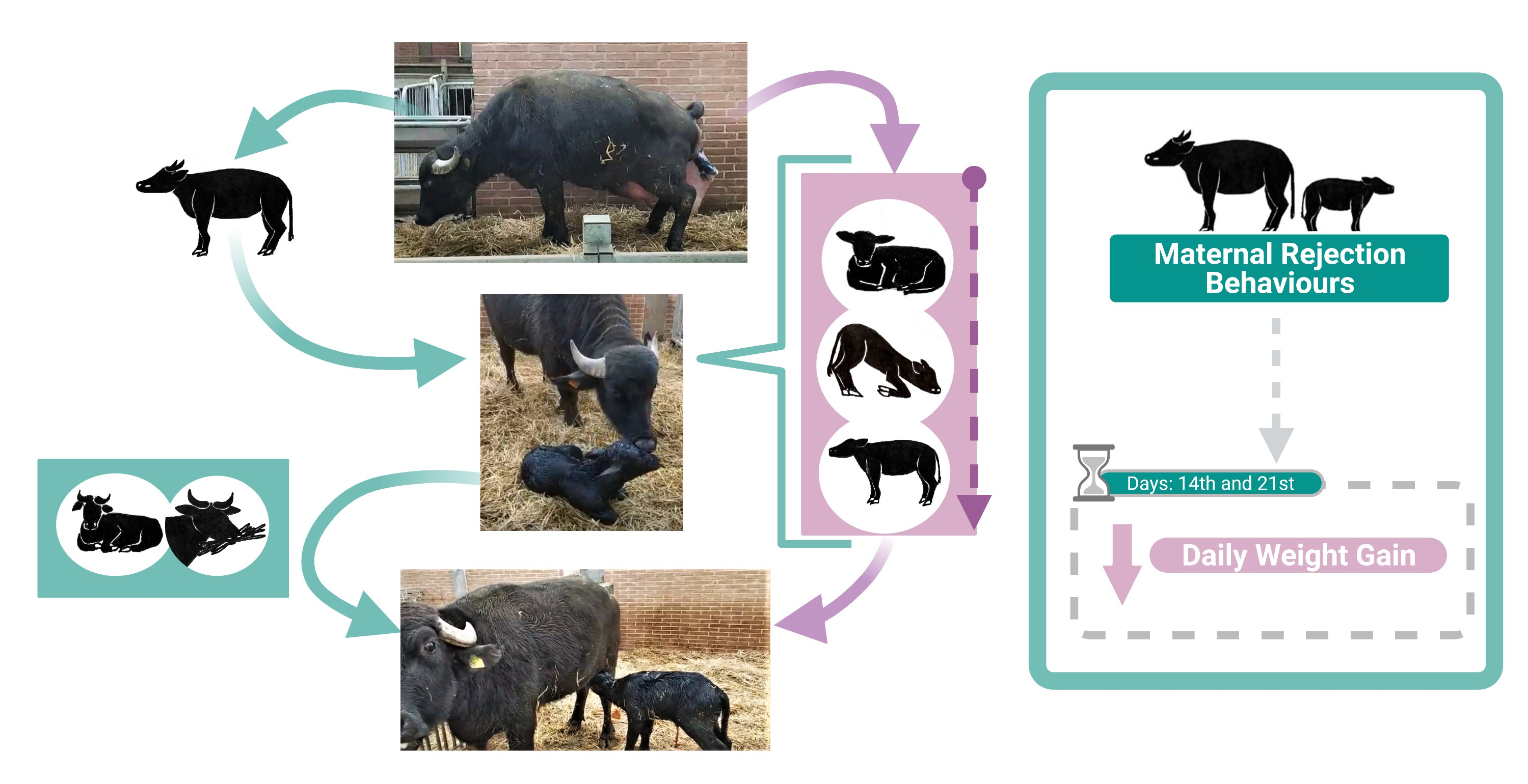 Mutations In Animals That Are Beneficial