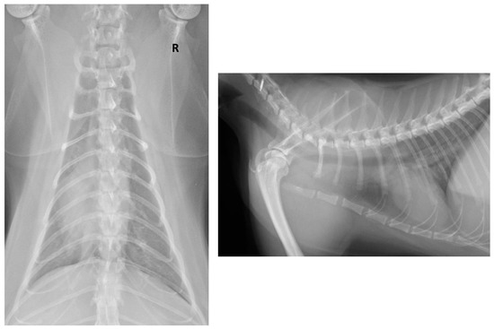 SARS-Cov-2 Natural Infection in a Symptomatic Cat: Diagnostic, Clinical ...