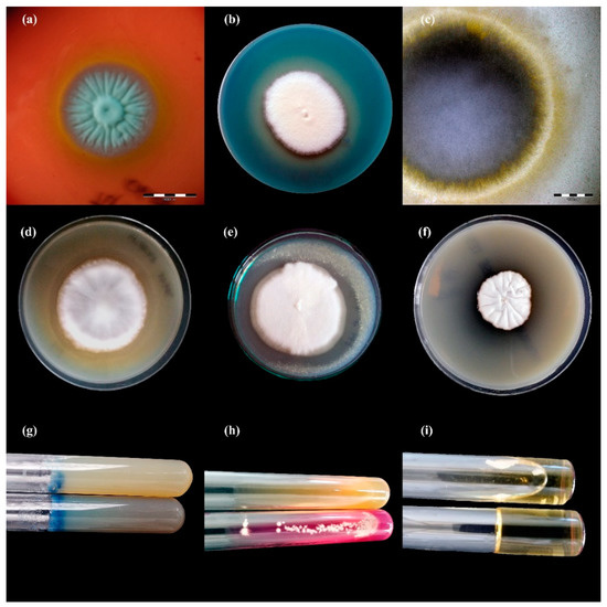 Real-Time PCR as an Alternative Technique for Detection of ...