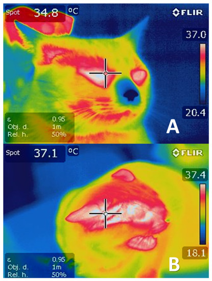 Physiological and Behavioral Mechanisms of Thermoregulation in Mammals