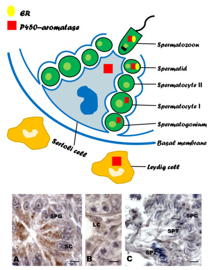 The Aromatase–Estrogen System in the Testes of Non-Mammalian Vertebrates