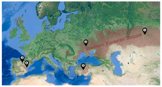 From the Eurasian Steppes to the Roman Circuses: A Review of Early ...