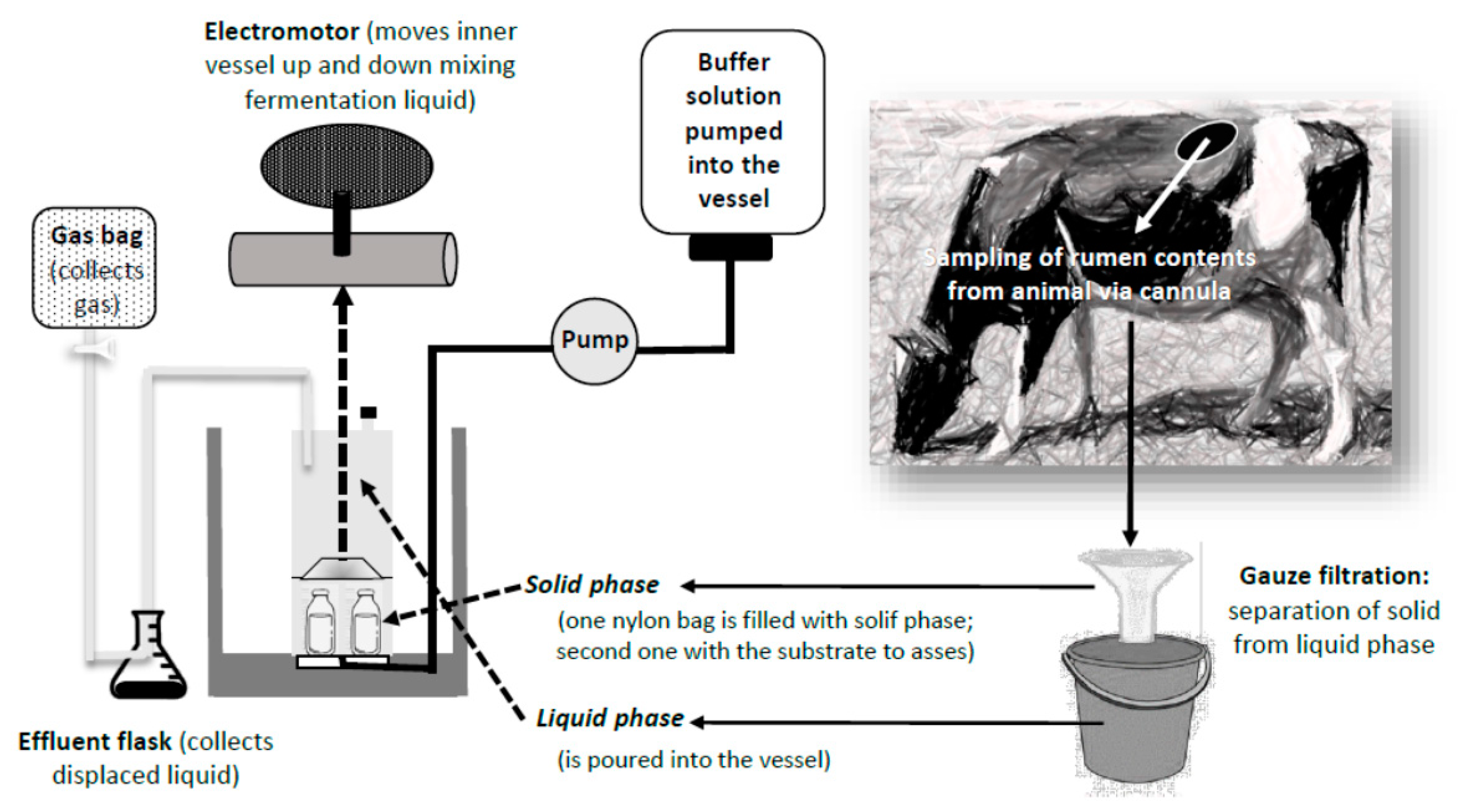 Ruminal Fistulation and Cannulation: A Necessary Procedure for the ...