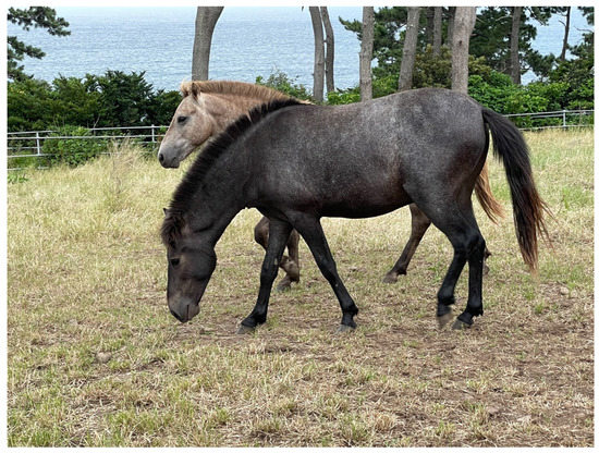 Comparative Analysis for Genetic Characterization in Korean Native Jeju ...