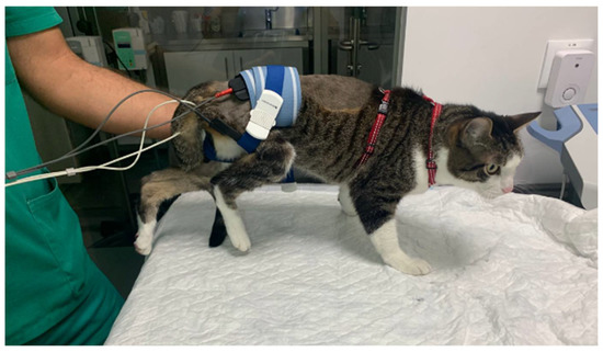 Spinal Locomotion in Cats Following Spinal Cord Injury: A Prospective Study