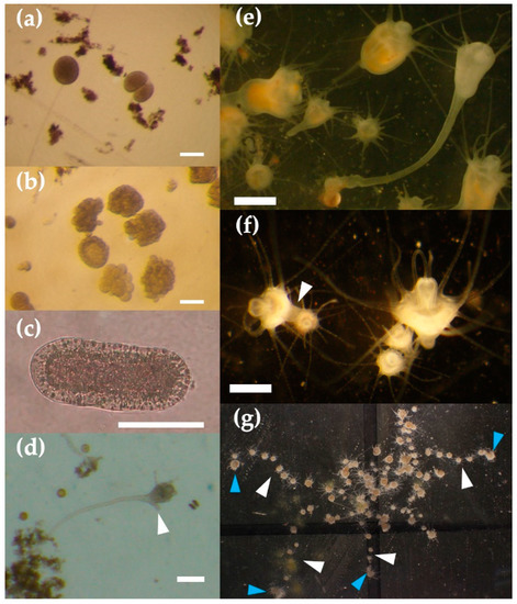 Animals | Free Full-Text | Life Cycle of Edible Jellyfish Acromitus ...