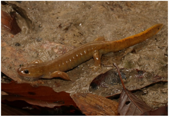 Taxonomic Reassessment of the Izumo Lineage of Hynobius utsunomiyaorum ...