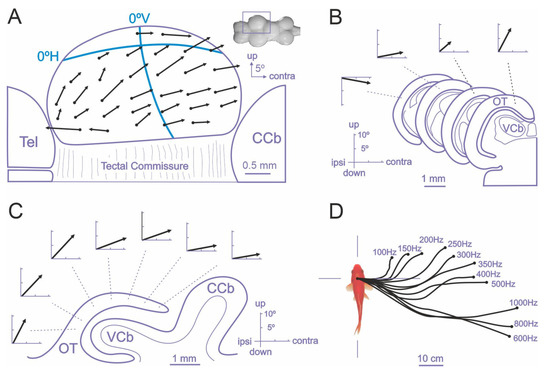 Spatial Cognition in Teleost Fish: Strategies and Mechanisms