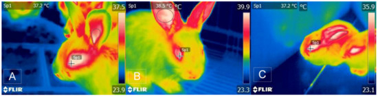Pathophysiology of Fever and Application of Infrared Thermography (IRT ...
