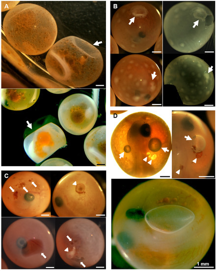 Chorion Alterations in Eyed-Stage Salmonid Eggs Farmed in La Araucanía ...