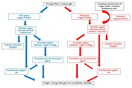 Supplementing Colostrum from Multiparous Sows: Effects on Performance ...