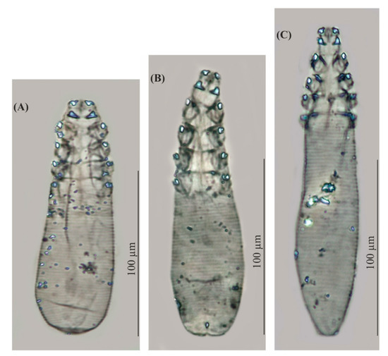 Demodex crocidurae, a New Demodecid Mite (Acariformes: Prostigmata ...