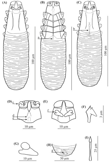 Demodex crocidurae, a New Demodecid Mite (Acariformes: Prostigmata ...