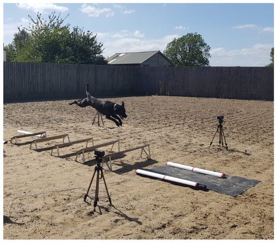 Kinetics and Kinematics of Working Trials Dogs: The Impact of Long Jump ...