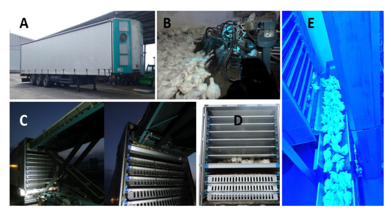 Comparison of the Automatic and Manual Broiler Pre-Slaughter Chain ...