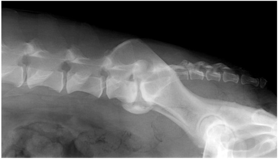 Cauda Equina Syndrome In Dogs