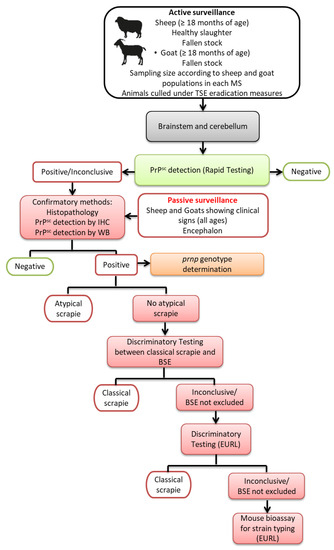 Scrapie at Abattoir: Monitoring, Control, and Differential Diagnosis of ...