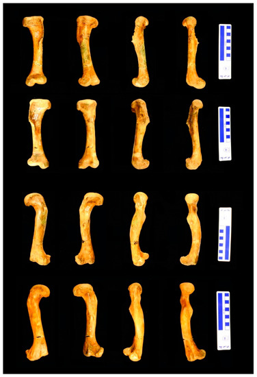 Skeletochronology and Paleohistology of Hyposaurus rogersii ...