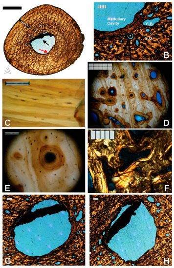 Skeletochronology and Paleohistology of Hyposaurus rogersii ...