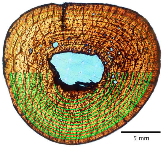 Skeletochronology and Paleohistology of Hyposaurus rogersii ...