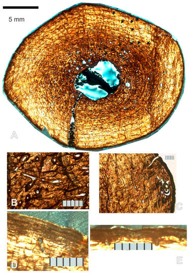 Skeletochronology and Paleohistology of Hyposaurus rogersii ...