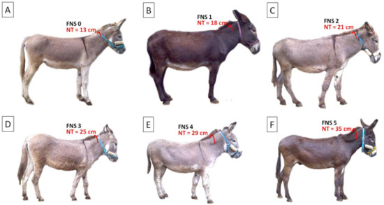 Characteristics of the Donkey’s Dorsal Profile in Relation to Its ...