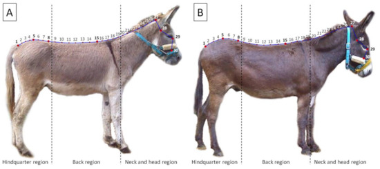 Characteristics of the Donkey’s Dorsal Profile in Relation to Its ...