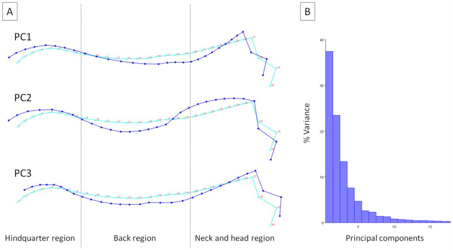Characteristics of the Donkey’s Dorsal Profile in Relation to Its Functional Body Condition ...