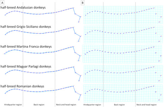 Characteristics of the Donkey’s Dorsal Profile in Relation to Its Functional Body Condition ...