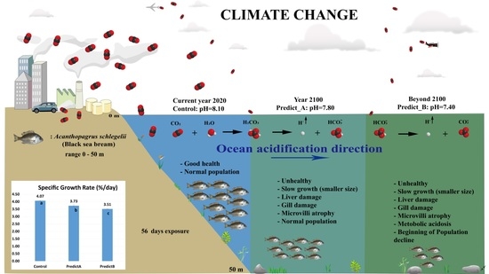 Animals | Free Full-Text | Experimental Studies on the Impact of the ...
