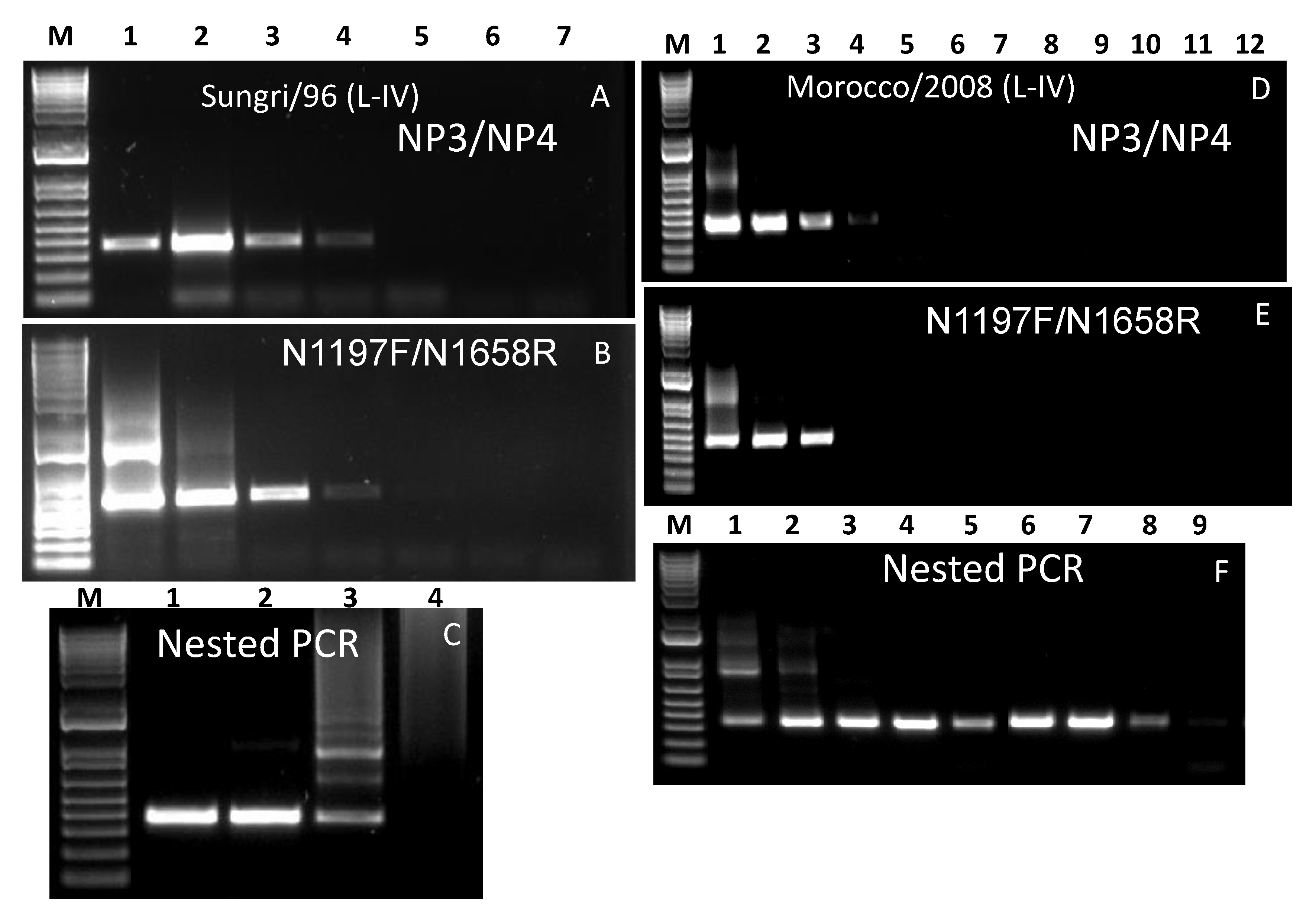 Development and Evaluation of a Nested PCR for Improved Diagnosis and ...