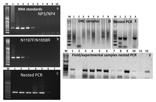 Development and Evaluation of a Nested PCR for Improved Diagnosis and ...