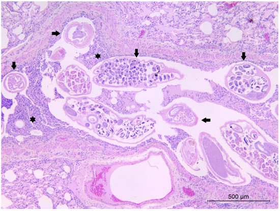 Endoparasite Infections of the European Hedgehog (Erinaceus europaeus ...