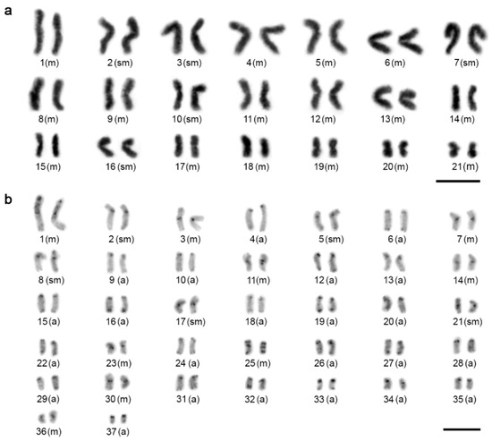 Insights into the Karyotype Evolution of Charinidae, the Early ...