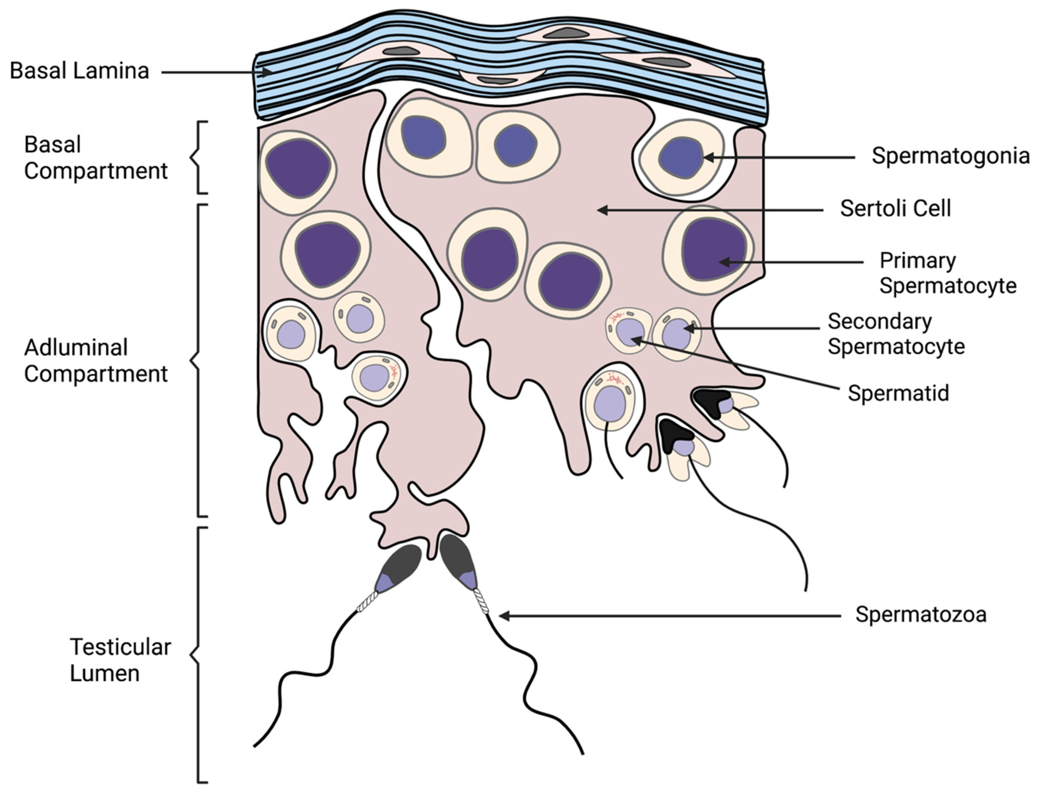 An Update on Semen Physiology, Technologies, and Selection Techniques ...
