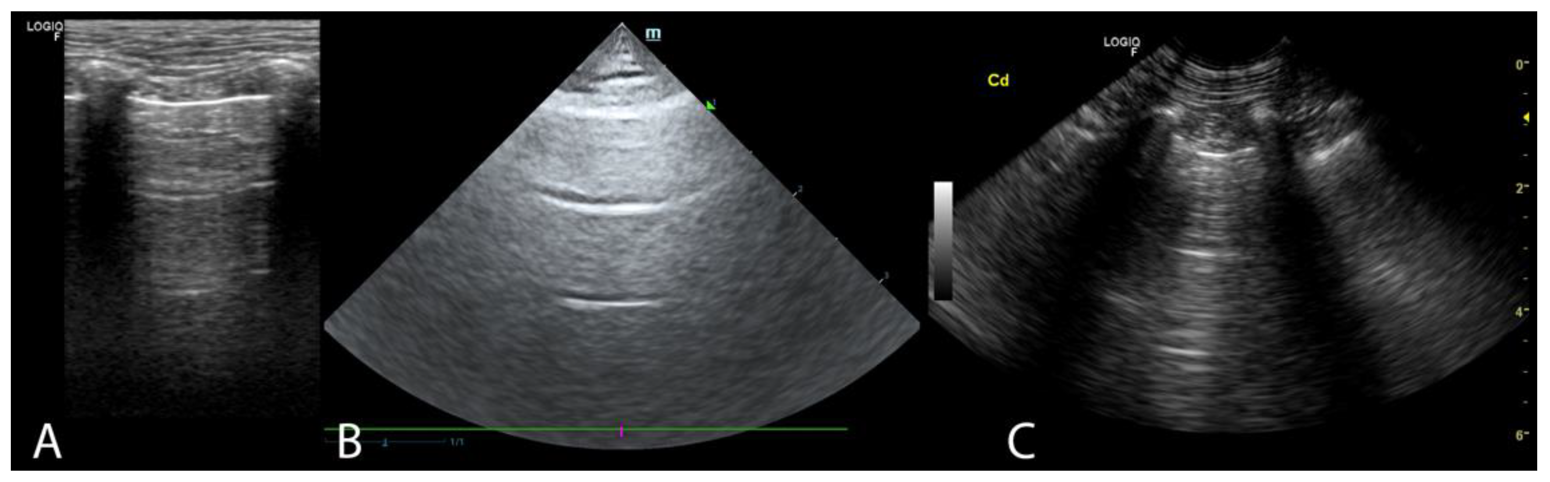 Lung Ultrasound for Imaging of B-Lines in Dogs and Cats—A Prospective ...
