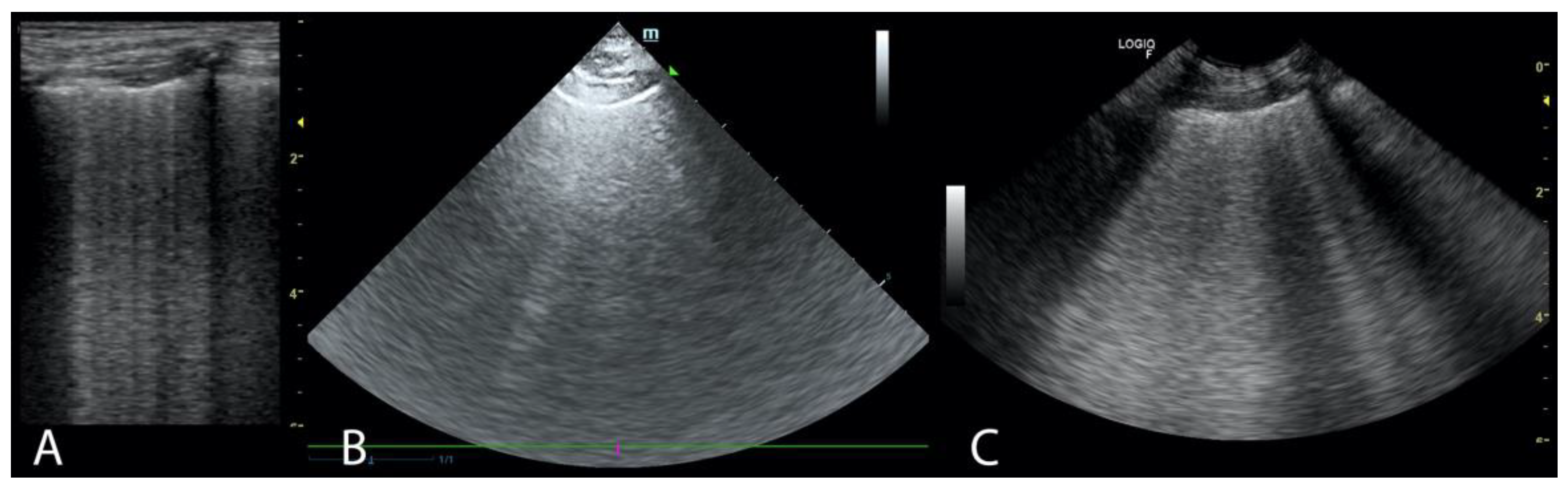 Lung Ultrasound for Imaging of B-Lines in Dogs and Cats—A Prospective ...