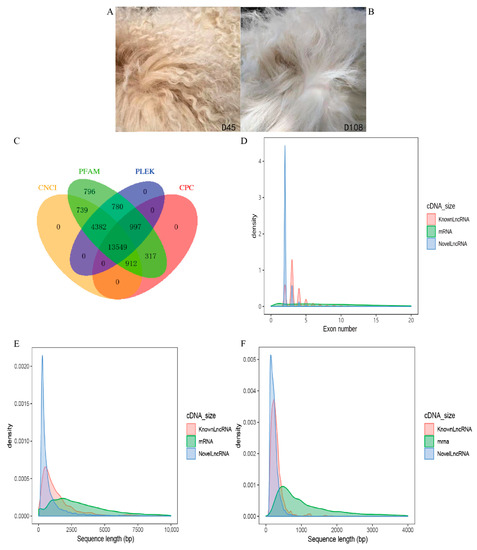 Integrated Analysis of lncRNA and mRNA Reveals Novel Insights into Wool ...