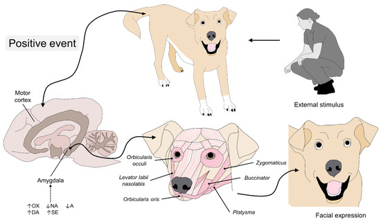 Current Advances in Assessment of Dog’s Emotions, Facial Expressions ...