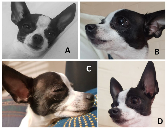 Current Advances in Assessment of Dog’s Emotions, Facial Expressions ...